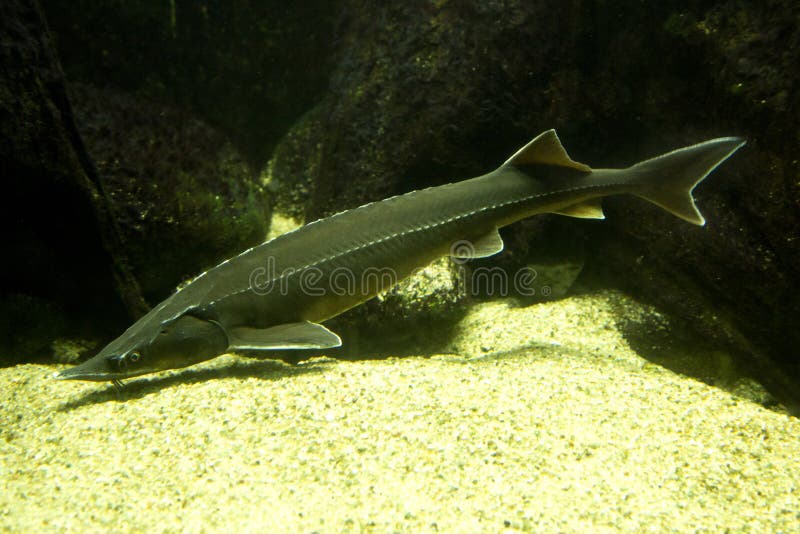 The Sterlet Acipenser Ruthenus. Stock Image - Image of fauna, wildlife ...