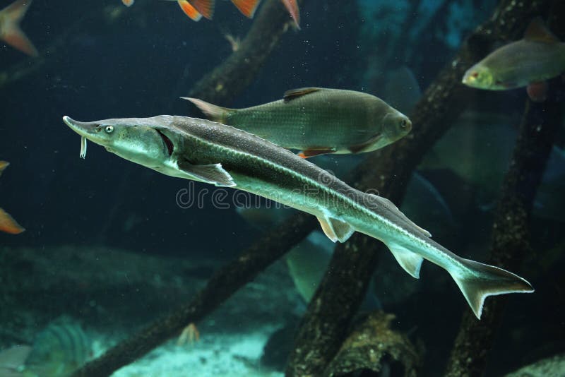Sterlet (Acipenser Ruthenus). Stock Photo - Image of natural, danube ...