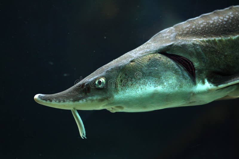 European Sea Sturgeon (Acipenser Sturio) Stock Photo - Image of ...