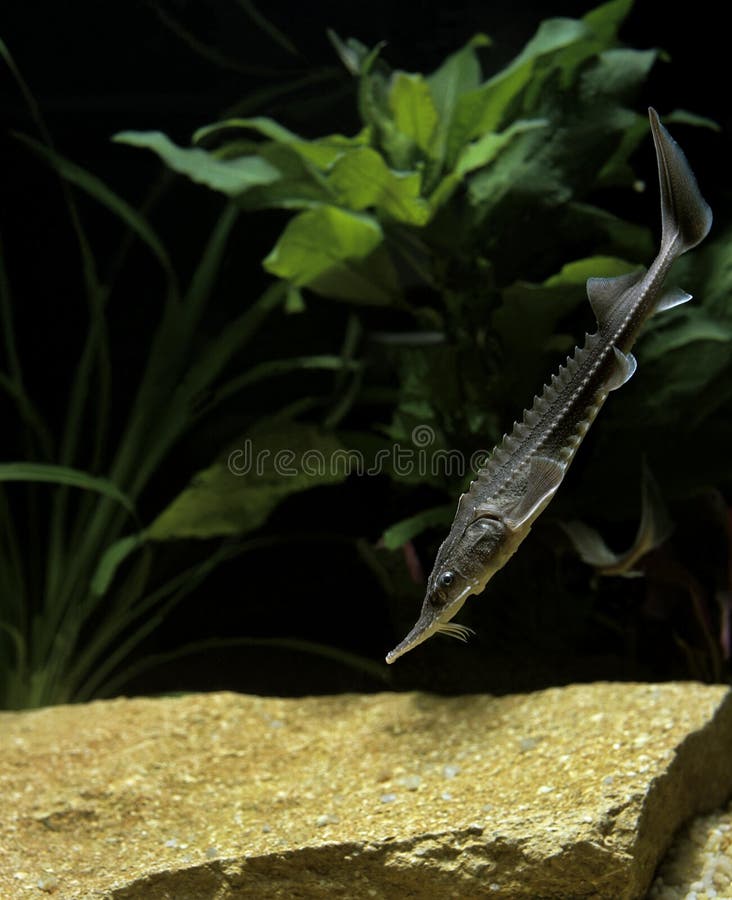Sterlet Sturgeon, Acipenser Ruthenus Stock Photo - Image of profile ...