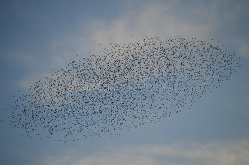 Starling Murmuration Brighton Birds 1000s Stock Image - Image of ...