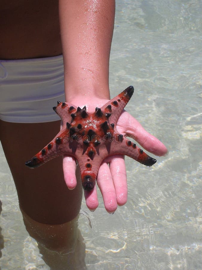 Stern in der Hand stockbild. Bild von entdeckung, starruhm - 528001