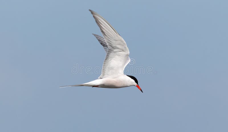 Stern in Flight on Spring Morning Stock Image - Image of natural ...
