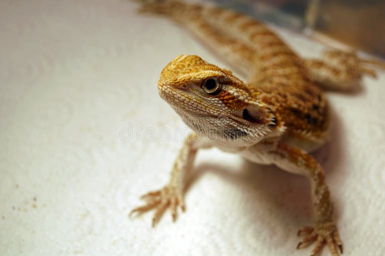 Stern Glare stock image. Image of beast, bearded, creature - 907167