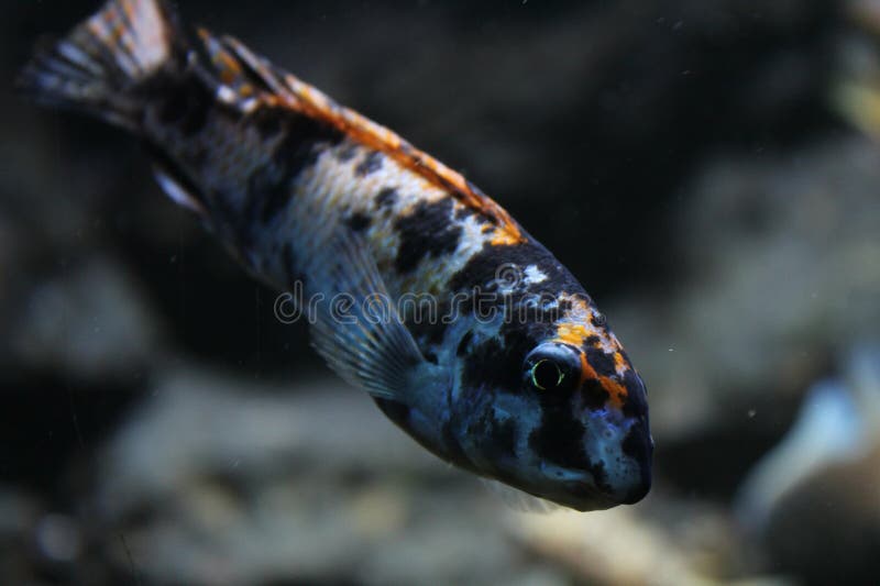 Stern looking little fish stock photo. Image of invertebrate - 334431090