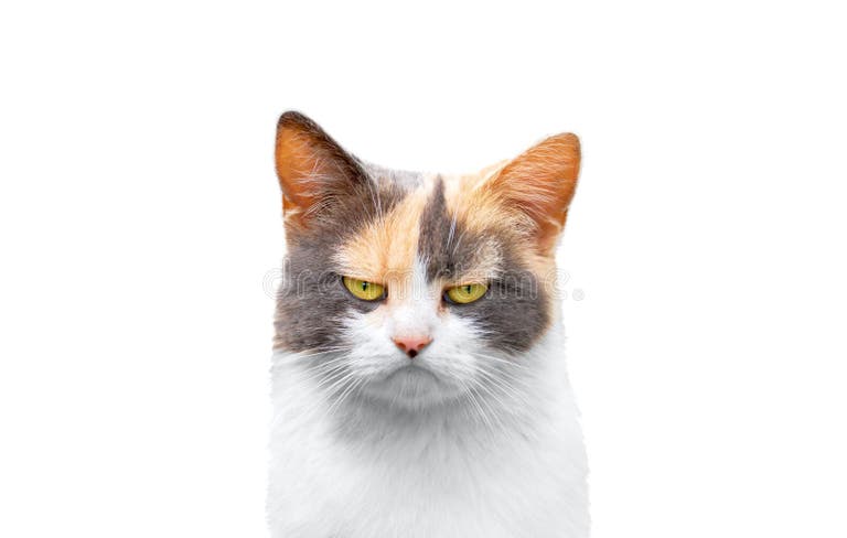 Thinking Cat Meme Wallpaper Stock Photos - Free & Royalty-Free Stock ...