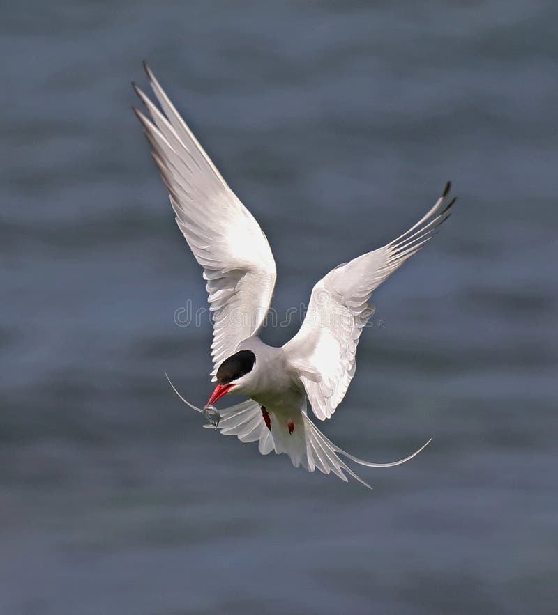 Sterna artica fotografia stock. Immagine di piume, estate - 73765252