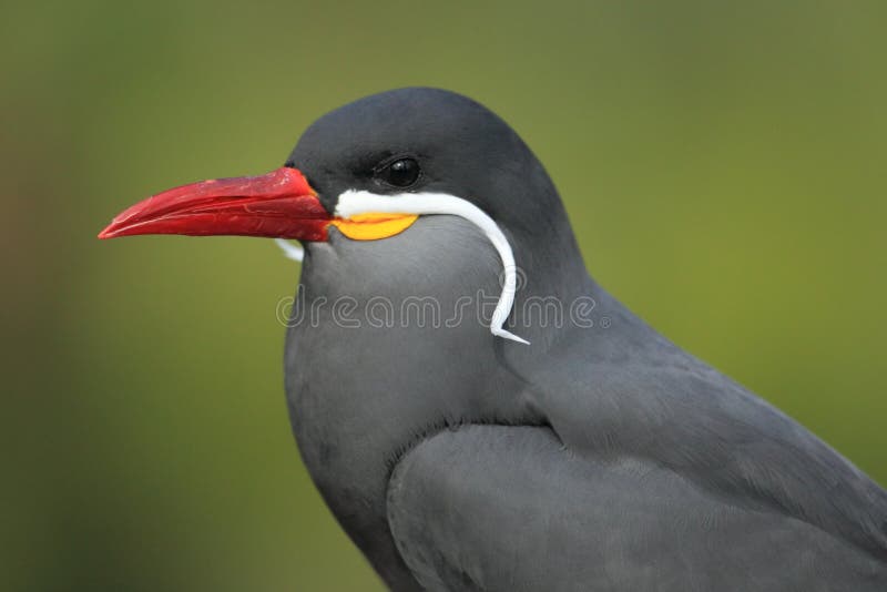 Sterna del Inca immagine stock. Immagine di piume, fattura - 24045039