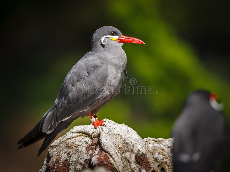 Sterna Variopinta Di Inca (inca Di Larosterna) Fotografia Stock ...