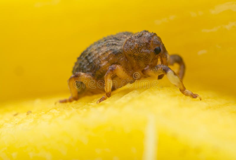 Sternochetus Mangiferae Infesting the Ripe Mango Flesh. Stock Photo ...