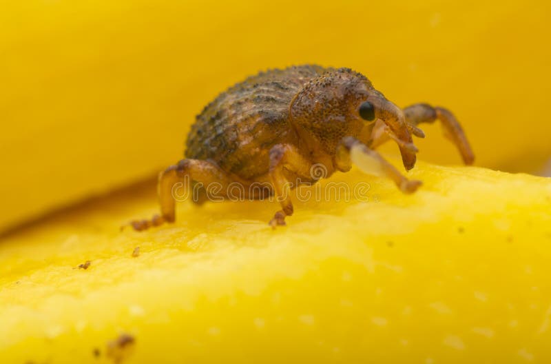 Sternochetus Mangiferae Infesting the Ripe Mango Flesh. Stock Photo ...