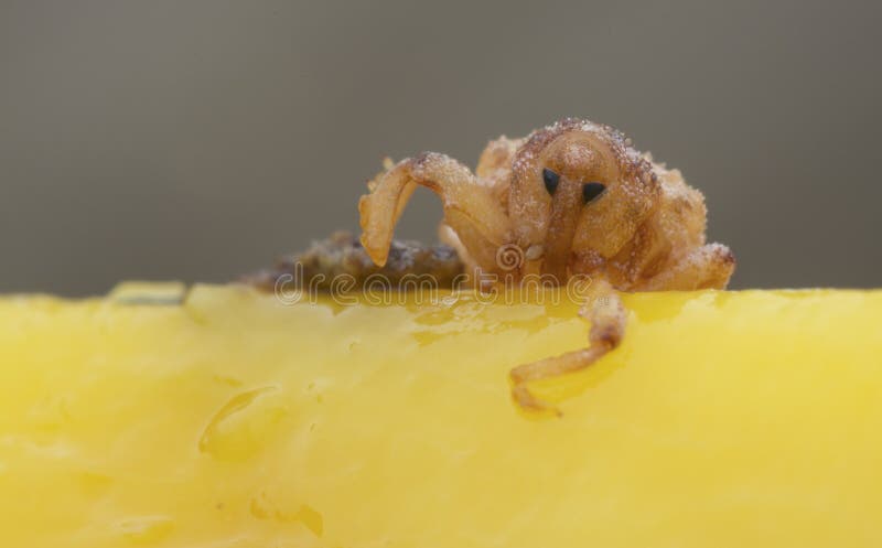 Sternochetus Mangiferae Infesting the Ripe Mango Flesh. Stock Image ...