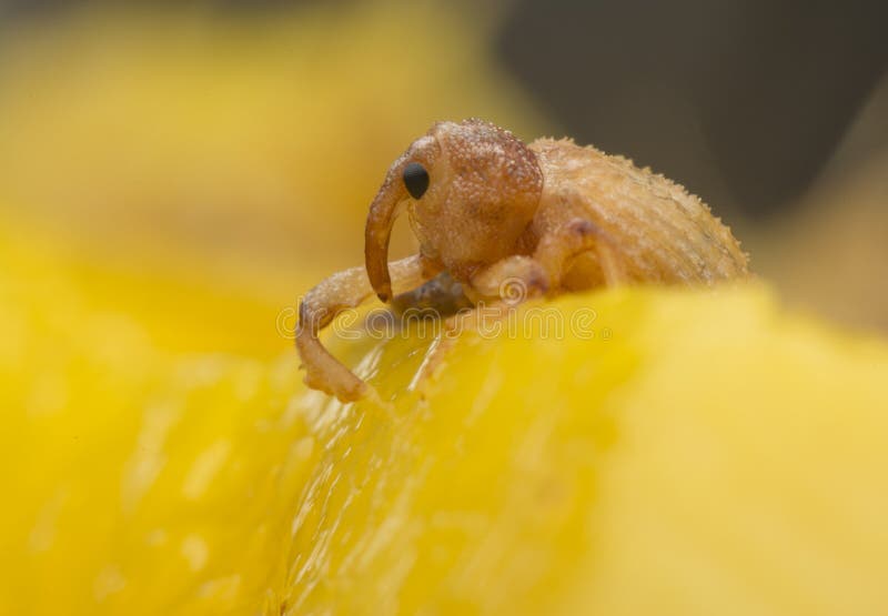 Sternochetus Mangiferae Infesting the Ripe Mango Flesh. Stock Photo ...