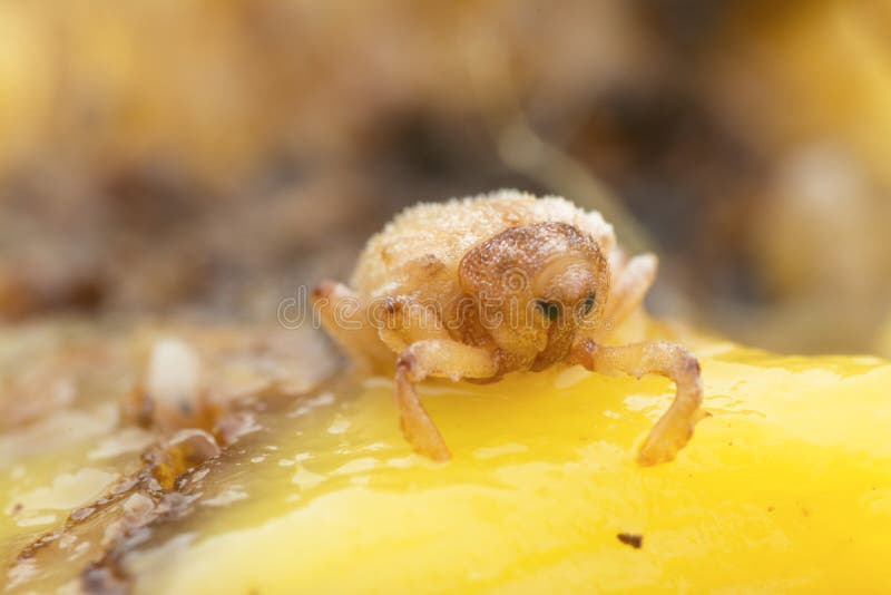 Sternochetus Mangiferae Infesting the Ripe Mango Flesh. Stock Image ...