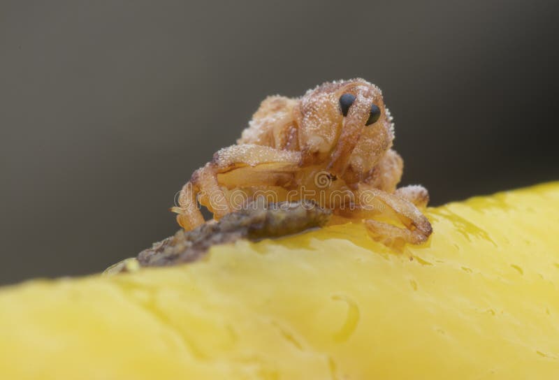 Sternochetus Mangiferae Infesting the Ripe Mango Flesh. Stock Photo ...