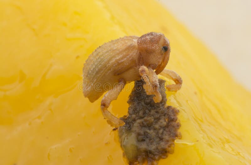 Sternochetus Mangiferae Infesting the Ripe Mango Flesh. Stock Image ...