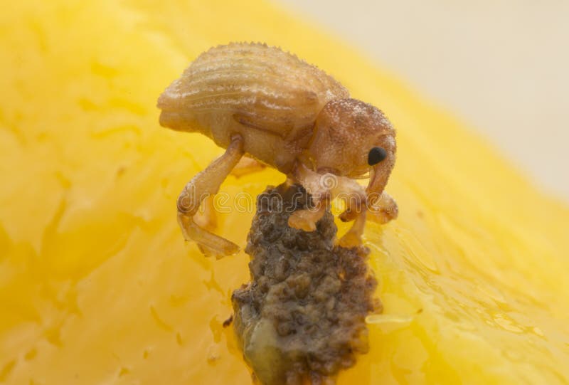 Sternochetus Mangiferae Infesting the Ripe Mango Flesh. Stock Image ...