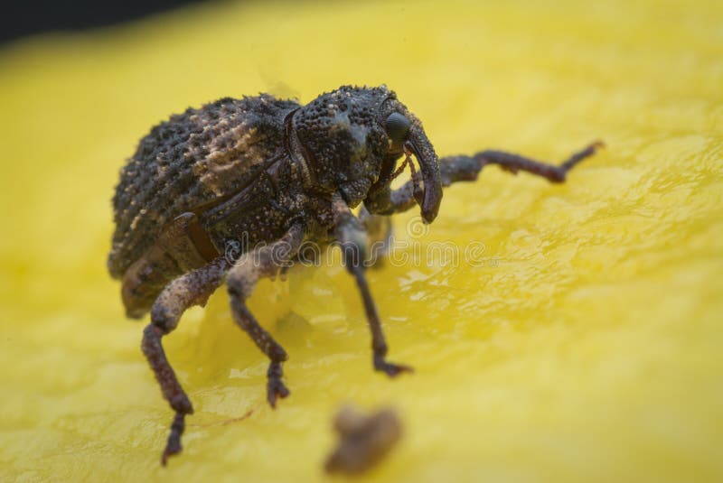 Sternochetus Mangiferae Infesting the Ripe Mango Flesh. Stock Image ...