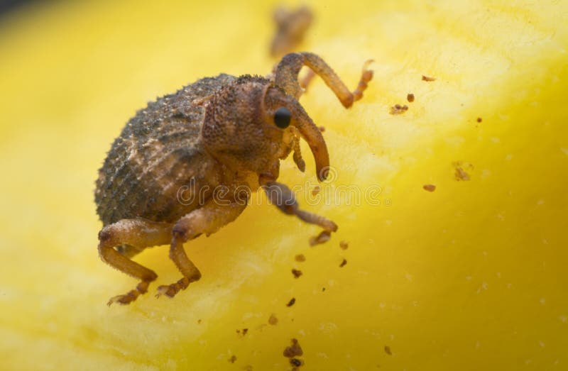 Sternochetus Mangiferae Infesting the Ripe Mango Flesh. Stock Photo ...