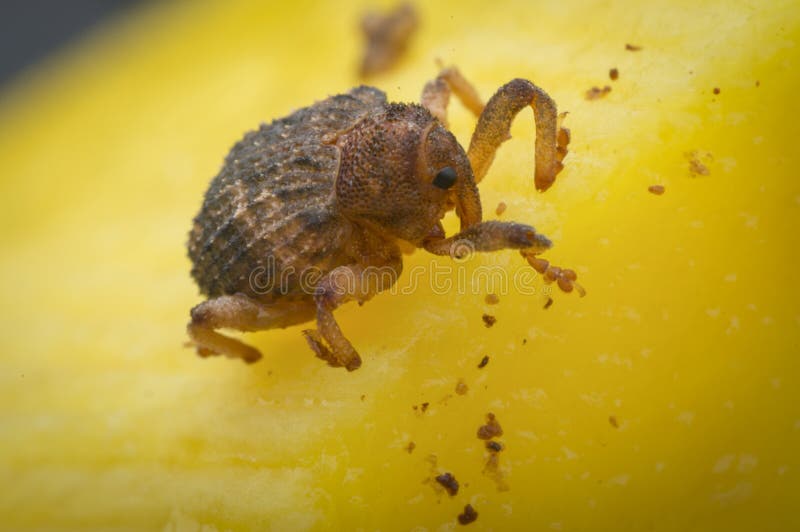 Mango Seed Weevils Stock Photos - Free & Royalty-Free Stock Photos from ...