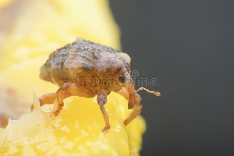 Sternochetus Mangiferae Infesting the Ripe Mango Flesh. Stock Photo ...