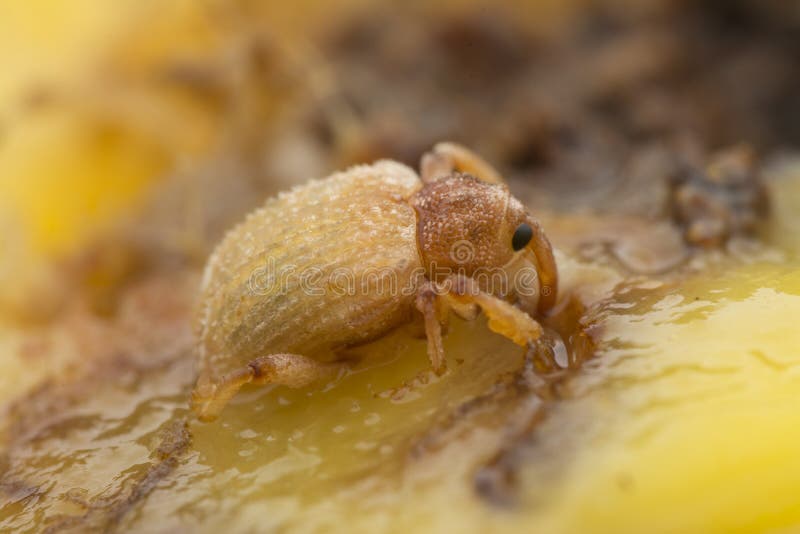 Sternochetus Mangiferae Infesting the Ripe Mango Flesh. Stock Photo ...