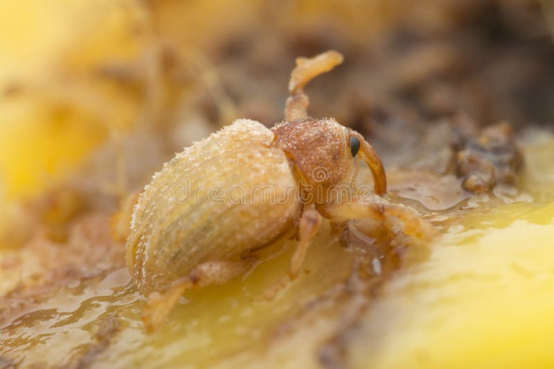 Sternochetus Mangiferae Infesting the Ripe Mango Flesh. Stock Photo ...