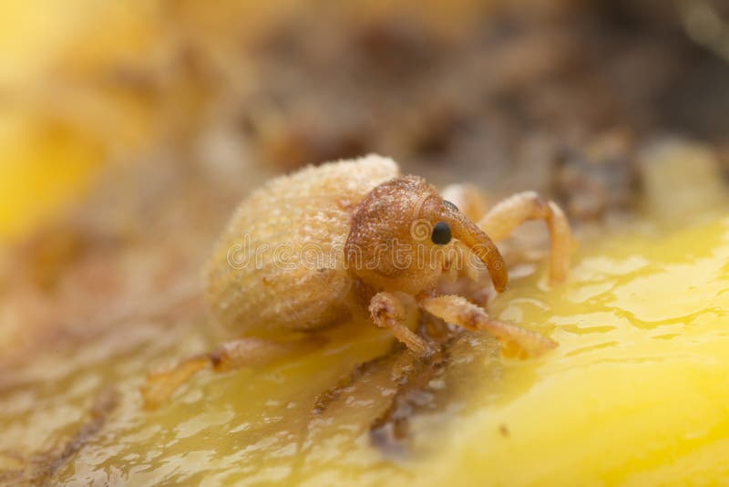 Sternochetus Mangiferae Infesting the Ripe Mango Flesh. Stock Photo ...