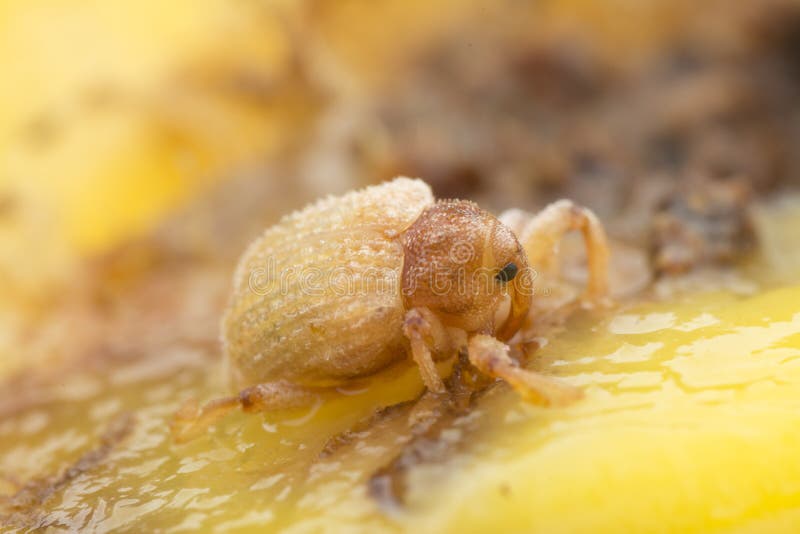 Sternochetus Mangiferae Infesting the Ripe Mango Flesh. Stock Image ...
