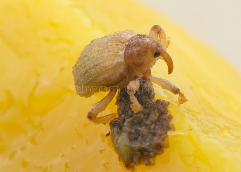 Mango Weevils Stock Photos - Free & Royalty-Free Stock Photos from ...
