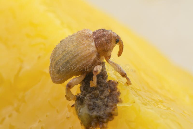 Sternochetus Mangiferae Infesting the Ripe Mango Flesh. Stock Image ...