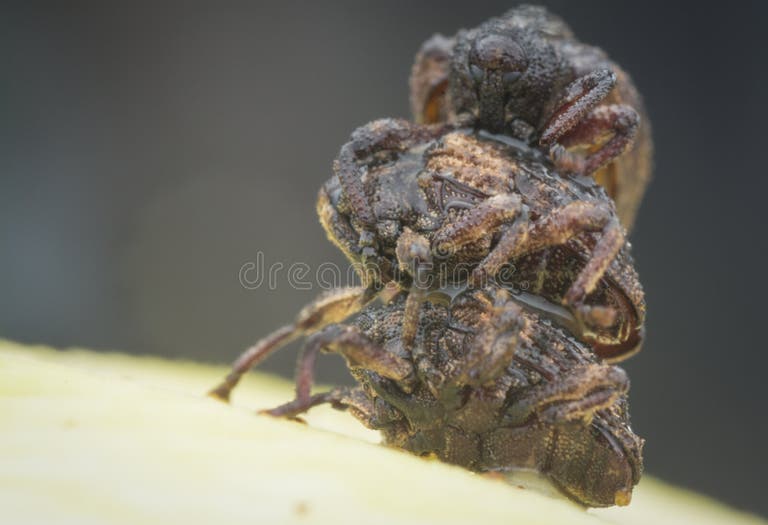 Mango Seed Weevils Stock Photos - Free & Royalty-Free Stock Photos from ...