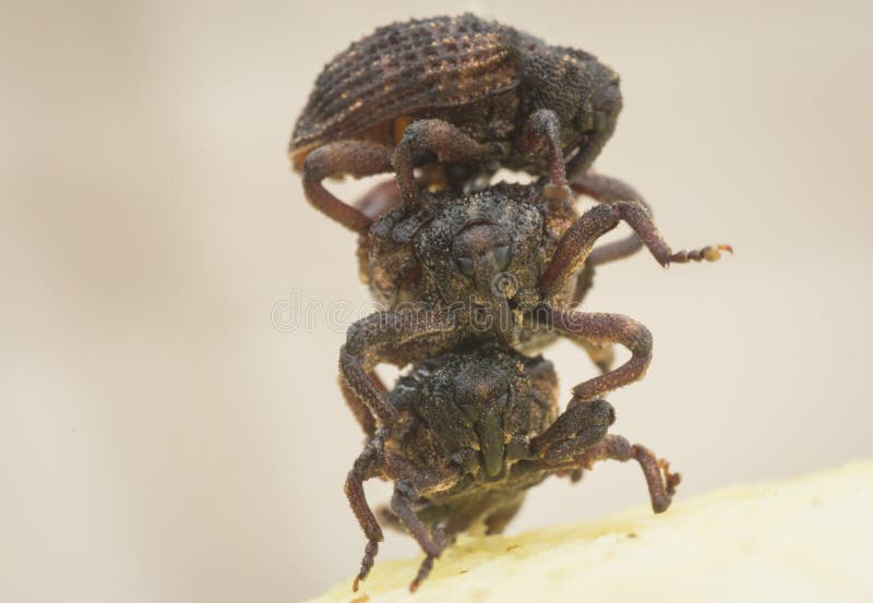 Sternochetus Mangiferae Infesting the Ripe Mango Flesh. Stock Image ...