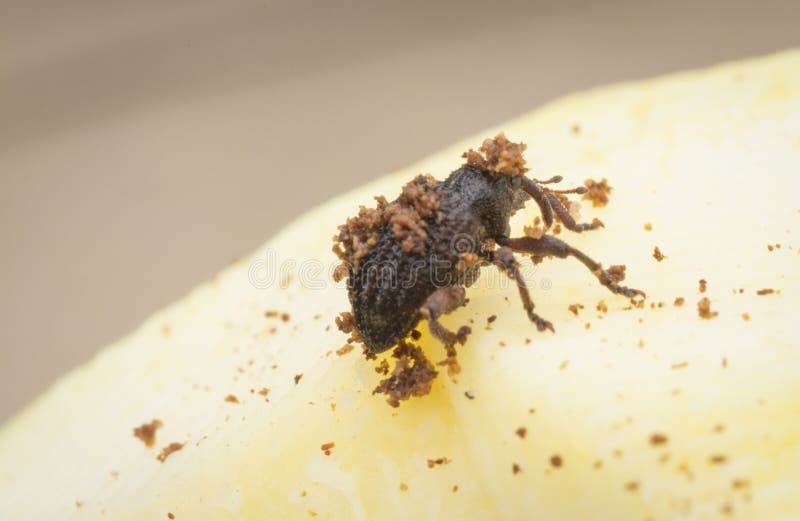 Sternochetus Mangiferae Infesting the Ripe Mango Flesh. Stock Photo ...
