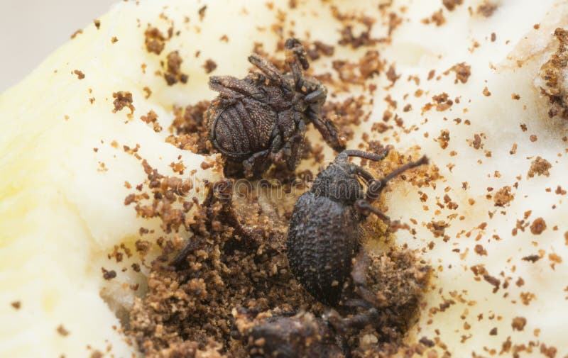 Mango Weevils Stock Photos - Free & Royalty-Free Stock Photos from ...