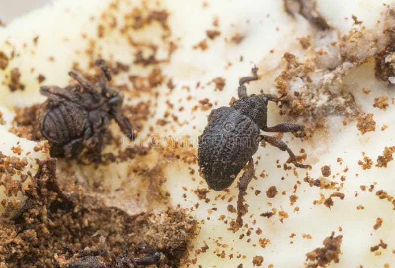 Mango Seed Weevils Stock Photos - Free & Royalty-Free Stock Photos from ...