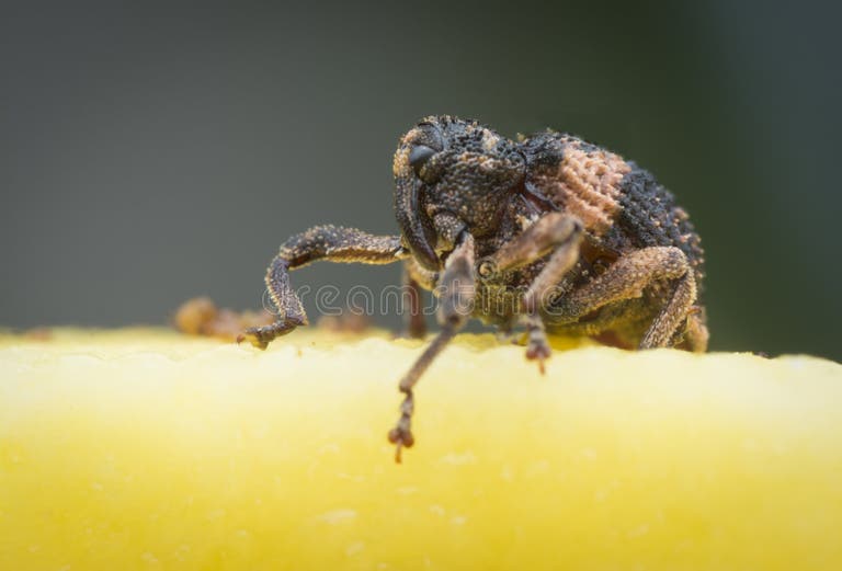 Mango Seed Weevils Stock Photos - Free & Royalty-Free Stock Photos from ...