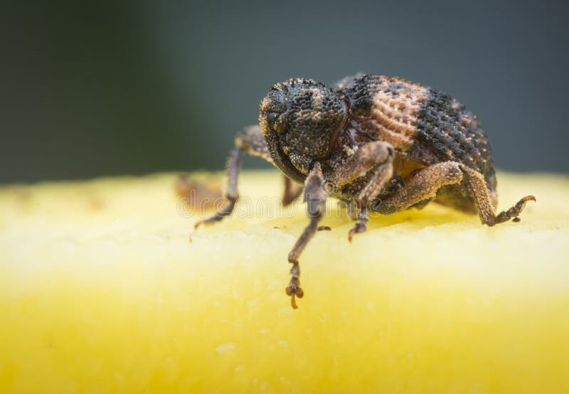 Sternochetus Mangiferae Infesting the Ripe Mango Flesh. Stock Photo ...