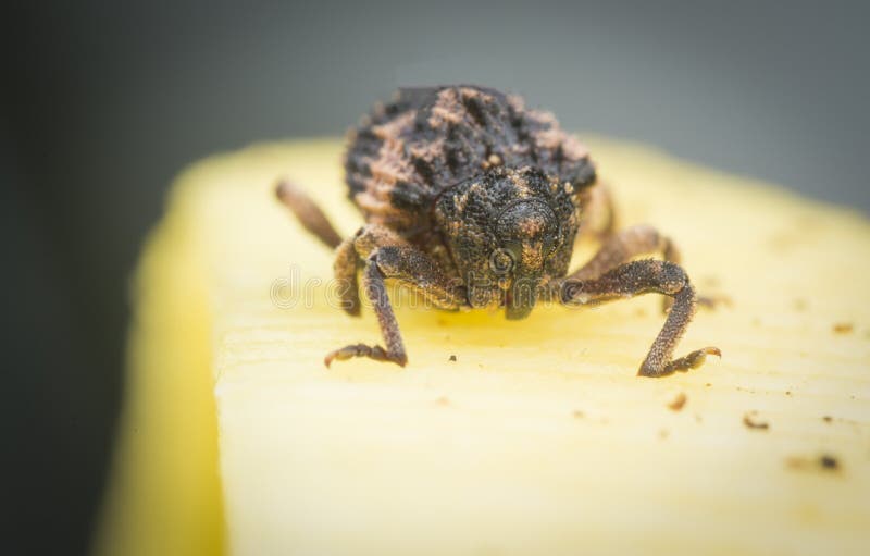 Sternochetus Mangiferae Infesting the Ripe Mango Flesh. Stock Photo ...