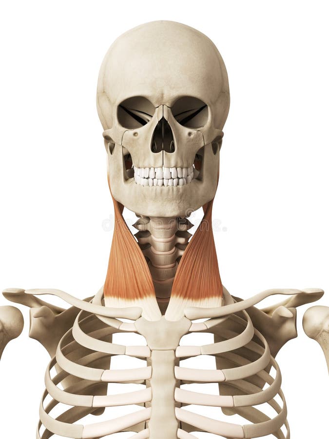The sternocleidomastoid stock illustration. Illustration of neck - 45575918