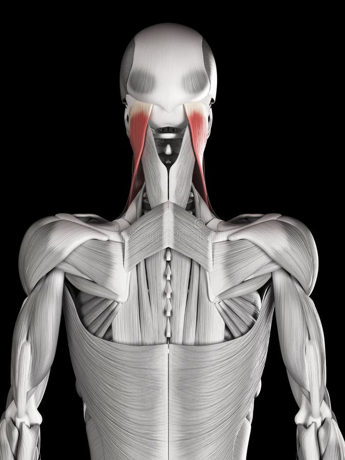 The sternocleidomastoid stock illustration. Illustration of anatomy ...