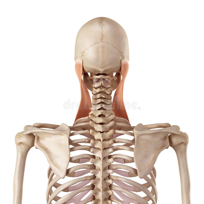 The sternocleidomastoid stock illustration. Illustration of rendering ...