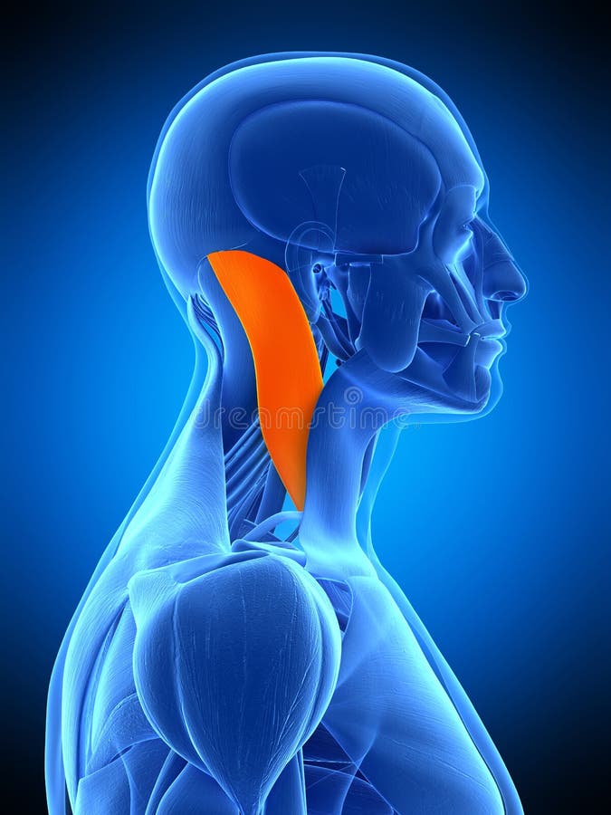 The sternocleidomastoid stock illustration. Illustration of lateral ...
