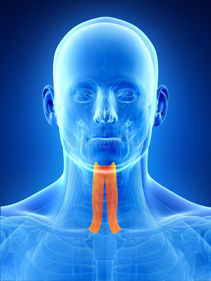 The sternohyoid stock illustration. Illustration of medical - 39791679
