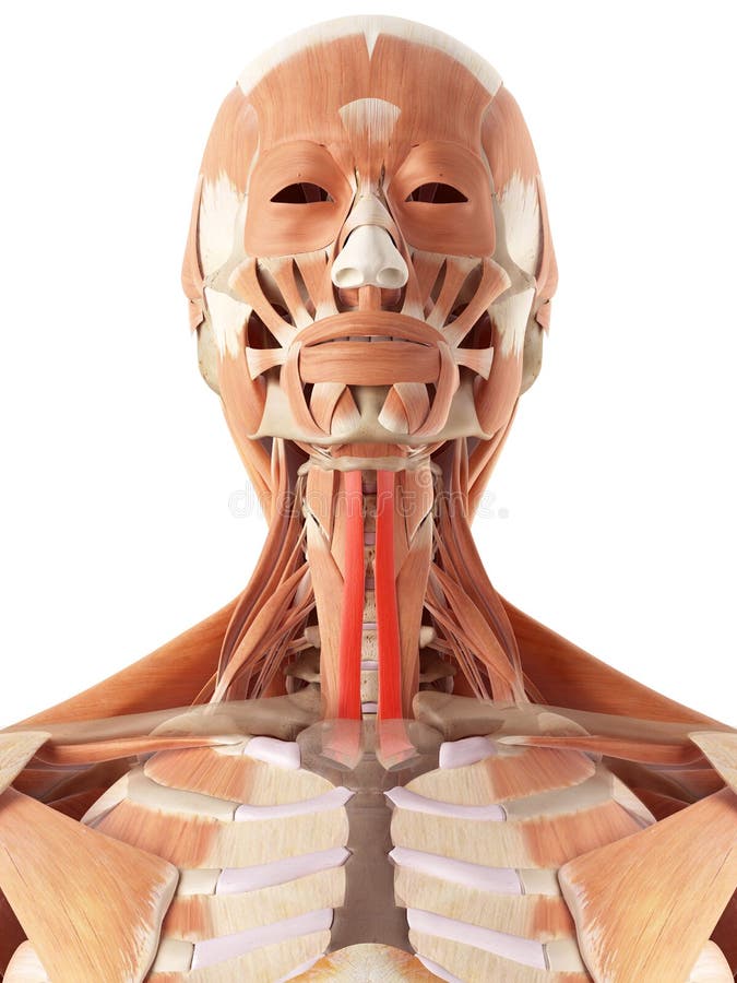 The sternohyoid stock illustration. Illustration of musculature - 45575960