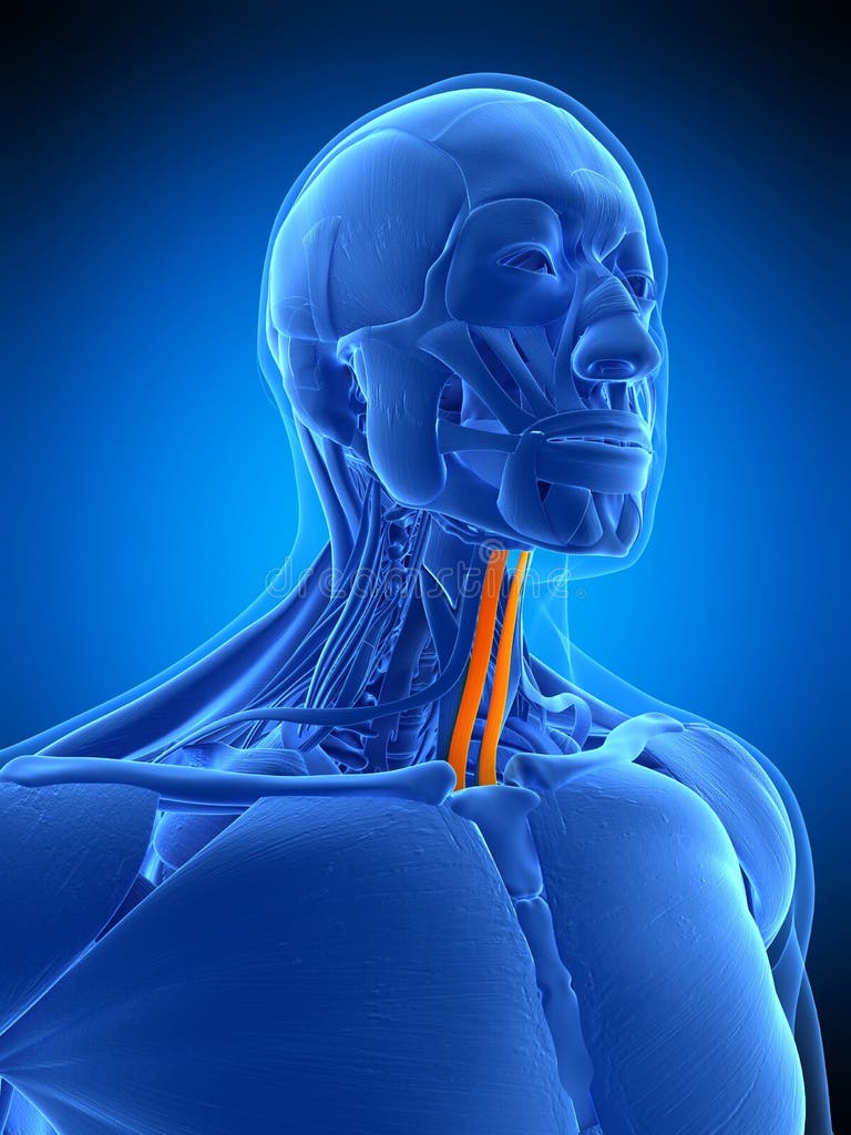 Sternohyoid Stock Illustrations – 293 Sternohyoid Stock Illustrations ...