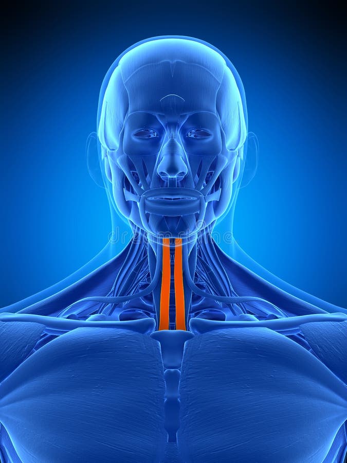Sternohyoid Muscle Stock Illustrations – 294 Sternohyoid Muscle Stock ...