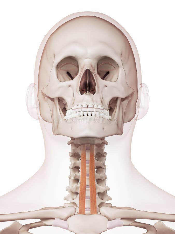 The sternohyoid stock illustration. Illustration of graphic - 57549052