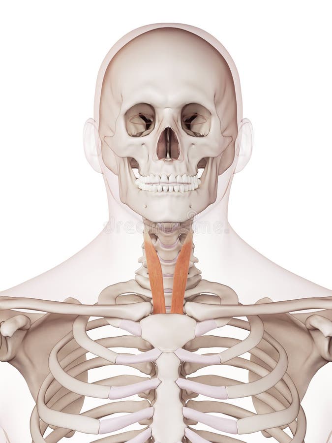 The sternohyoid stock illustration. Illustration of graphic - 57549052