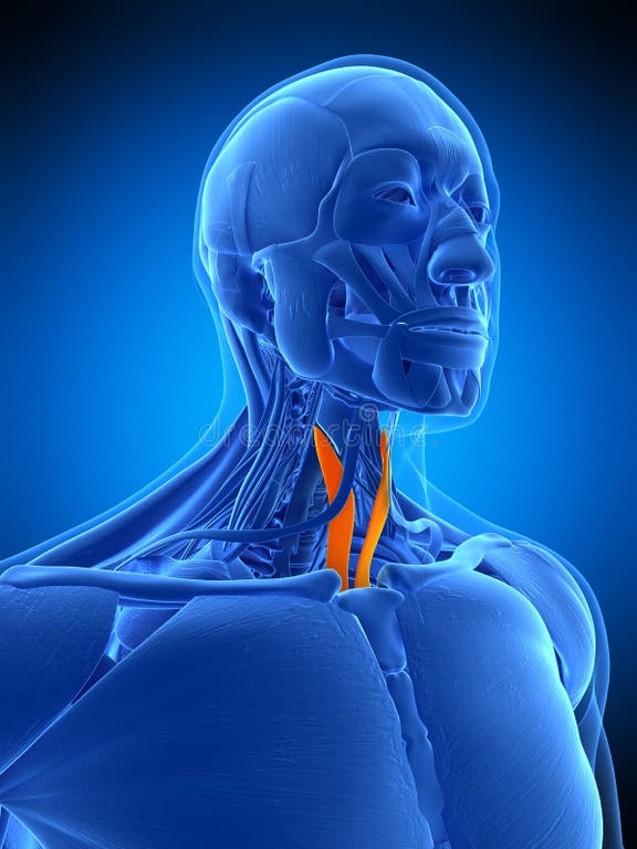 The sternothyroid stock illustration. Illustration of human - 72486325
